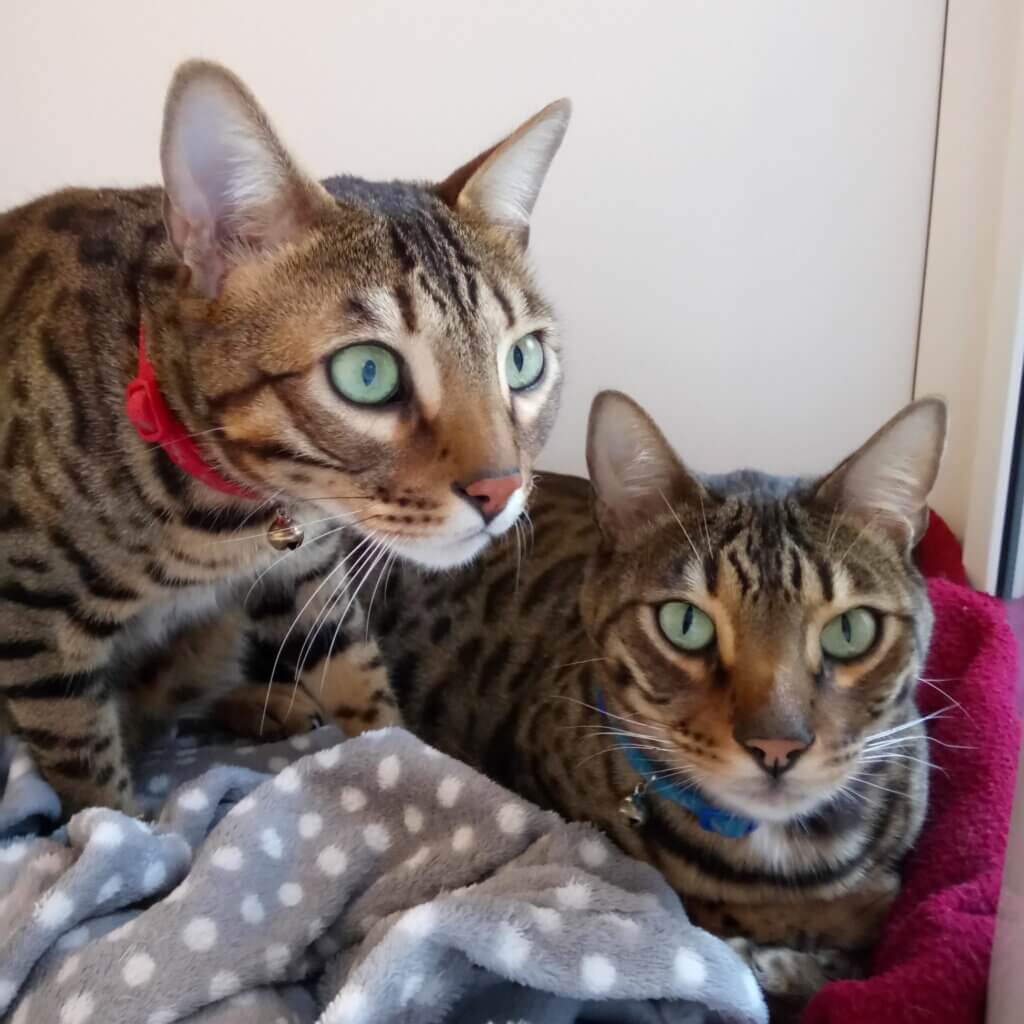 Small Cat Hotel - Pedigree Pens Ltd